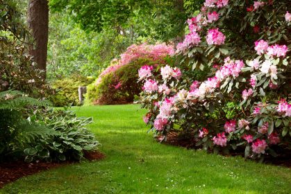Into the Rhododendron Garden – Eugene Magazine
