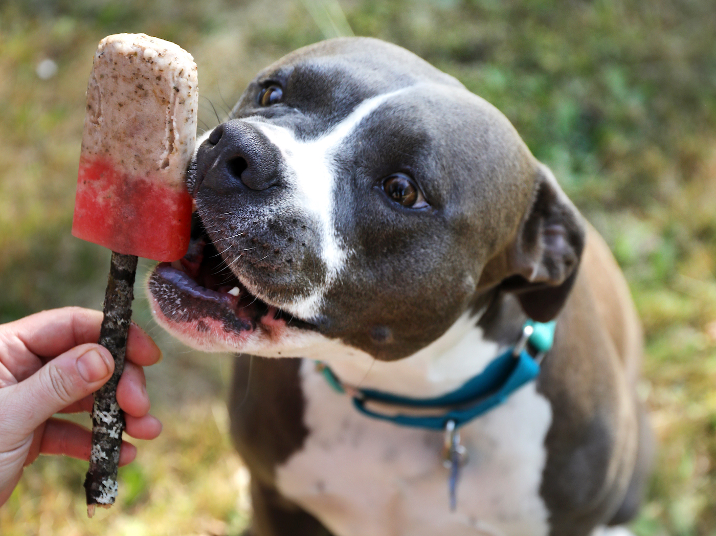 Pops for pups – Eugene Magazine