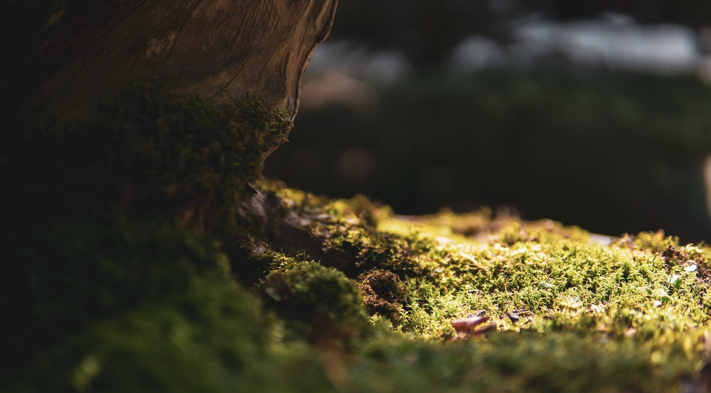 The Magic of Moss – Eugene Magazine