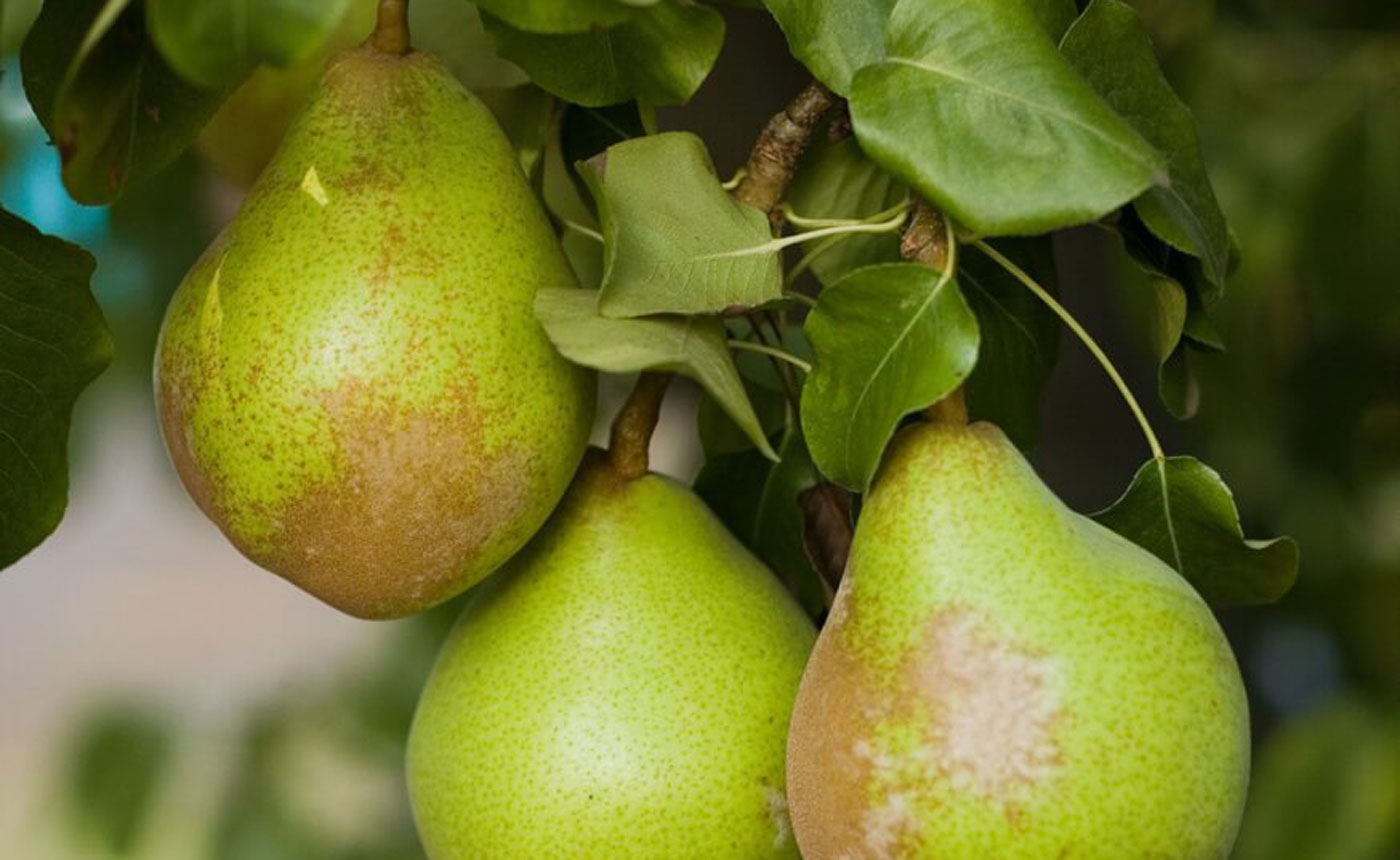 An Oregon Beverages Timeline – Eugene Magazine